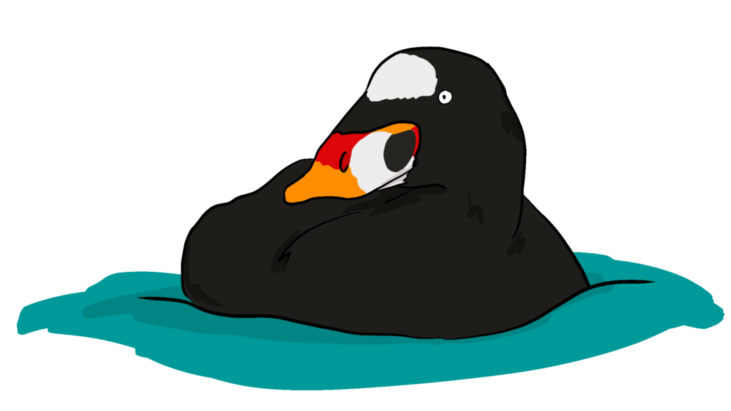 Meet the Surf Scoter: A biodiversity indicator for Gitxaala Nation ...