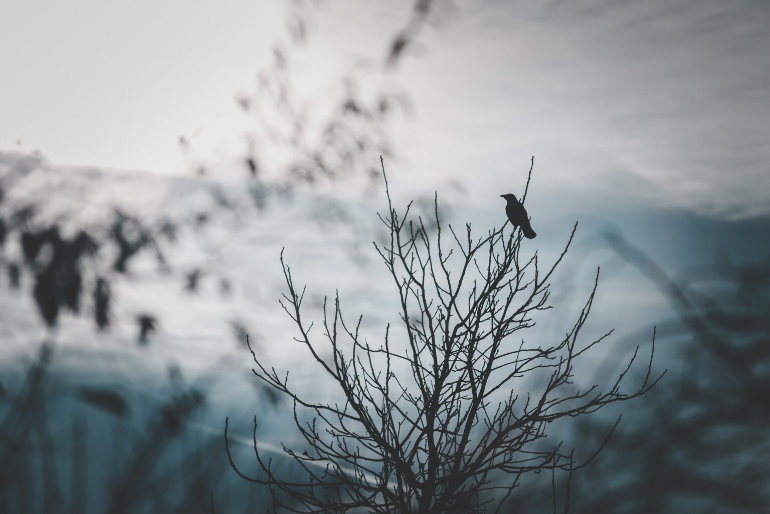 Home - Raven Trust
